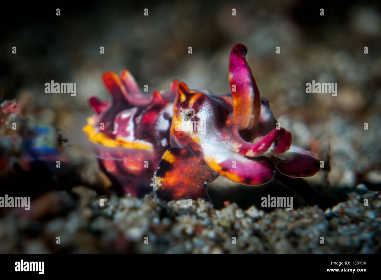 Flamboyant Cuttlefish (Metasepia pfefferi) in Lembeh Strait Stock Photo ...