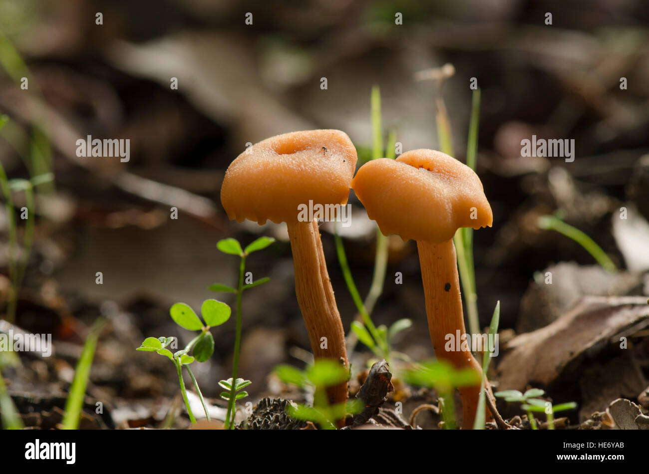 Hongos laccaria hi-res stock photography and images - Alamy