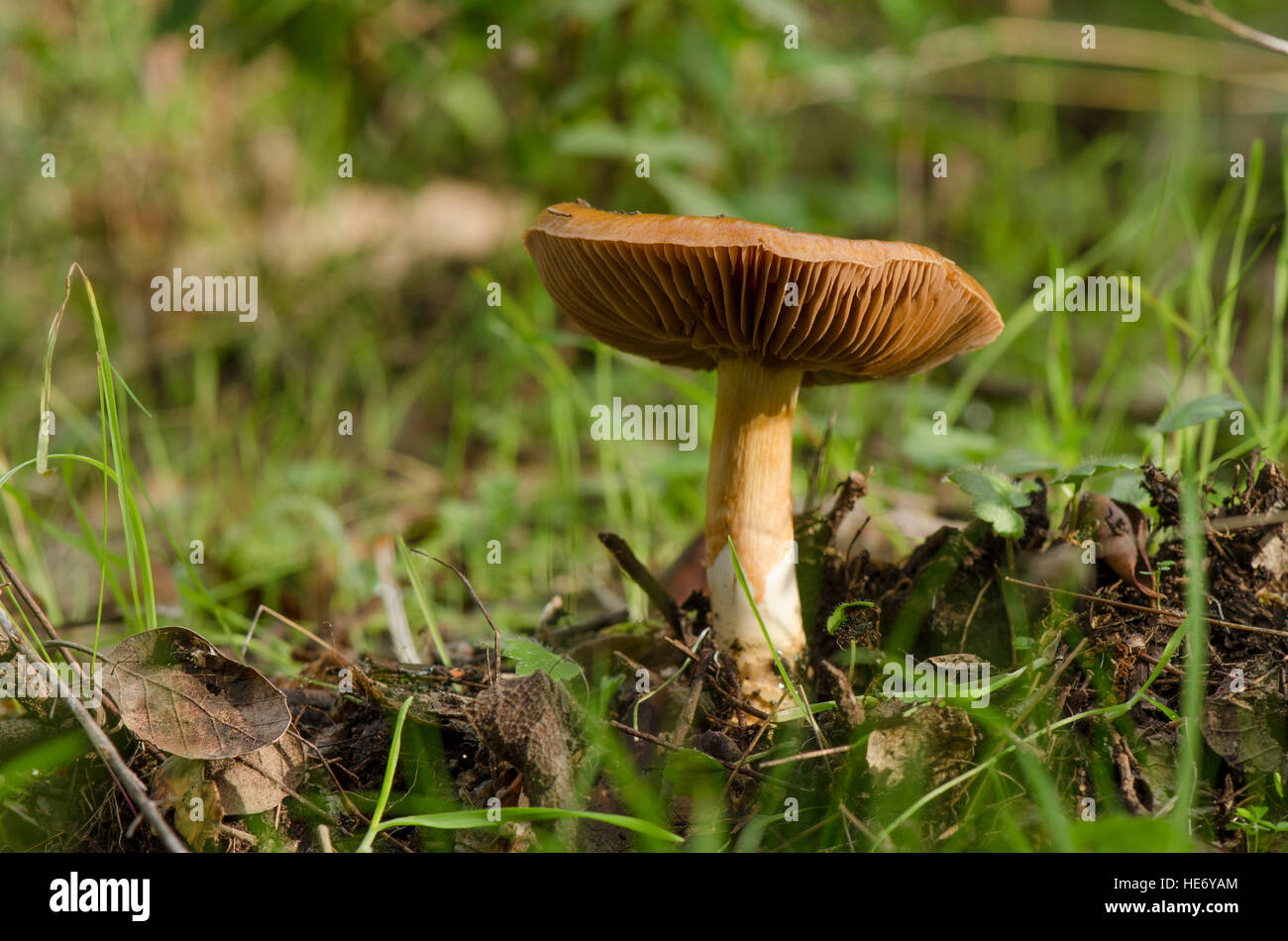 Fools mushroom hi-res stock photography and images - Alamy