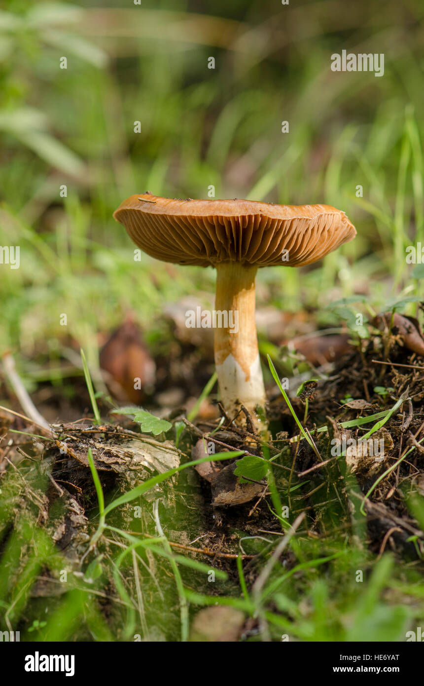 Fool's webcam, Cortinarius orellanus, mushroom species in forest ...