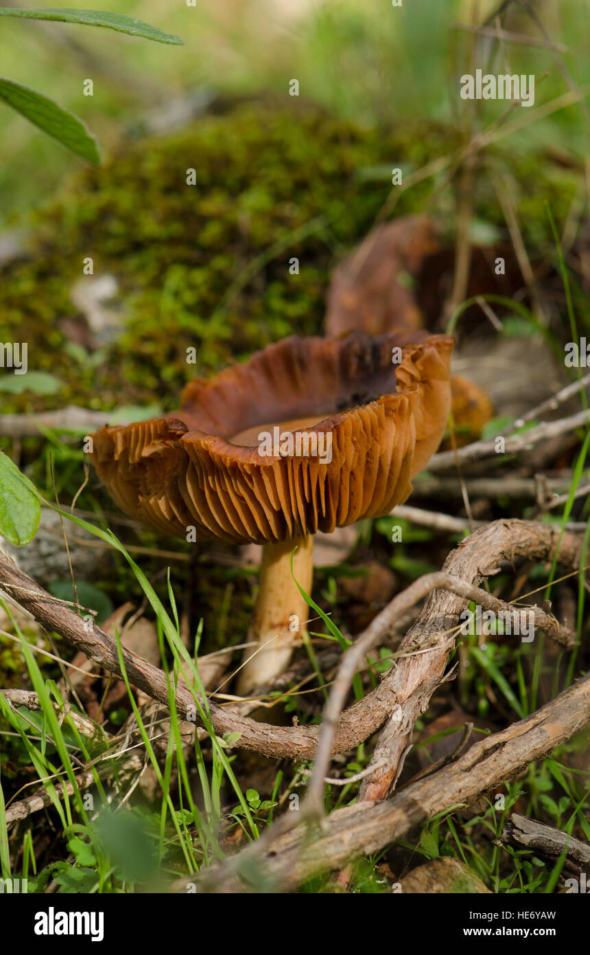 Fool's webcam, Cortinarius orellanus, mushroom species in forest ...