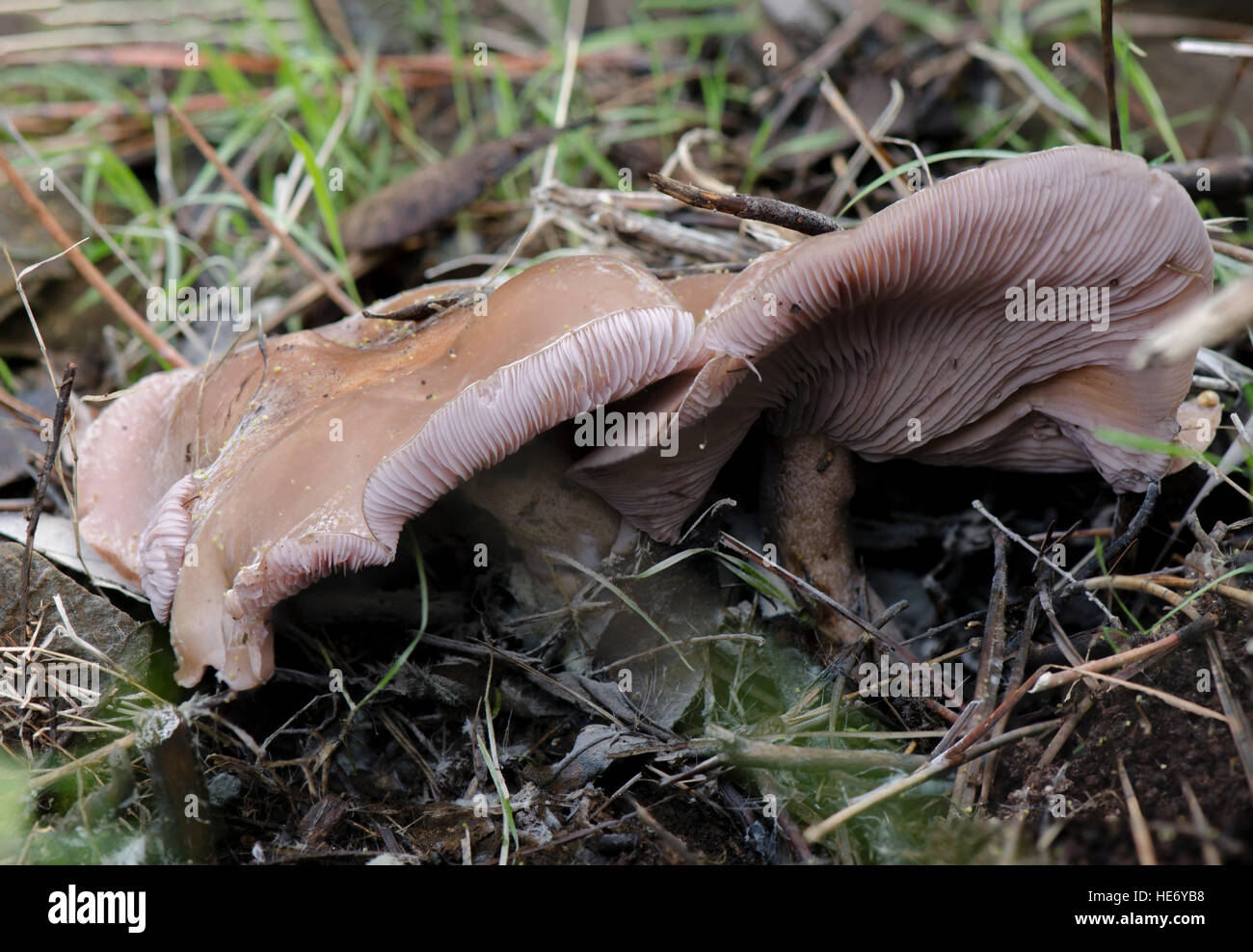 Wood blewit, Lepista nuda, Wood Blewit edible mushroom growing in ...