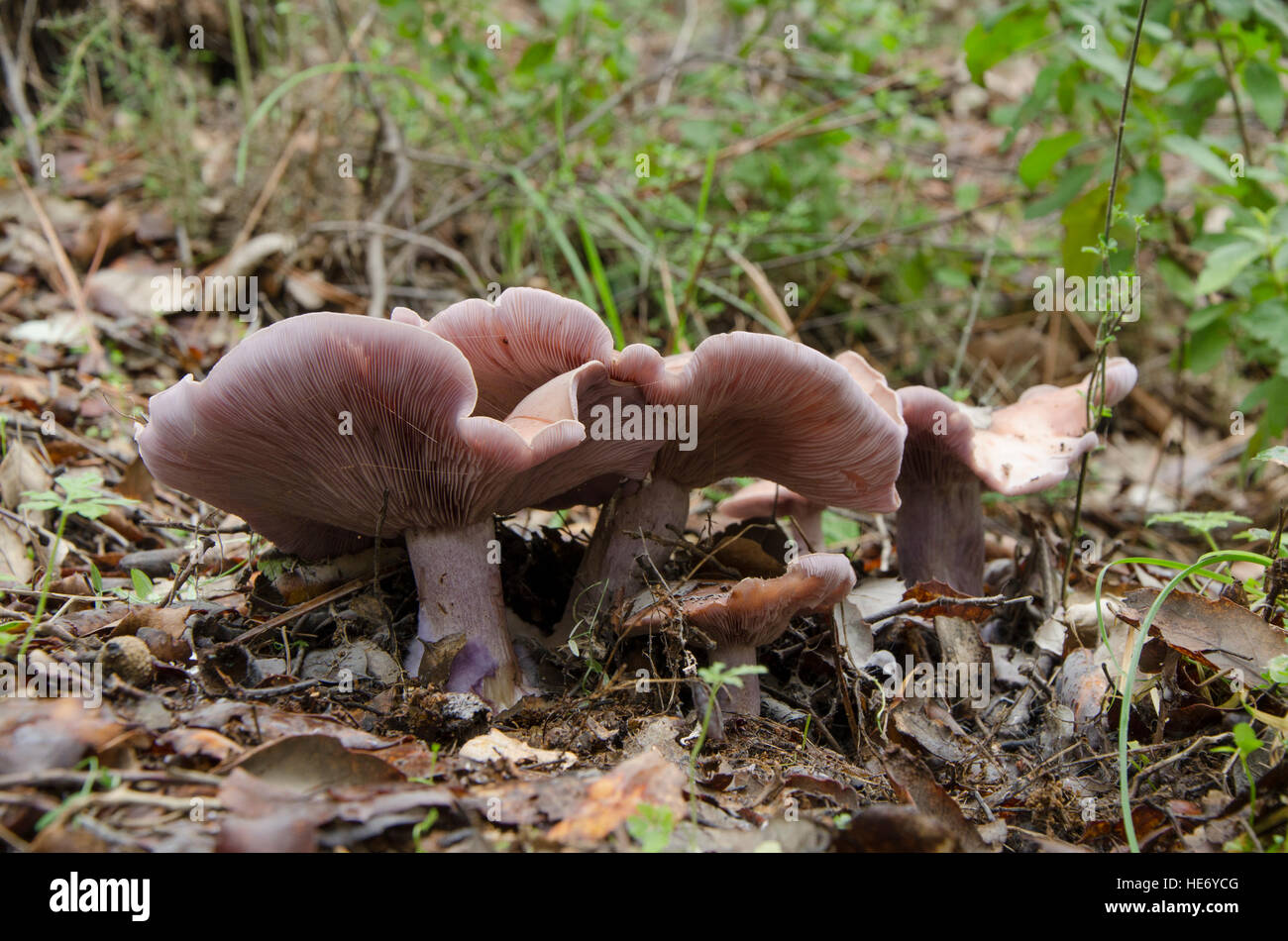 Blewit Stock Photos & Blewit Stock Images - Alamy