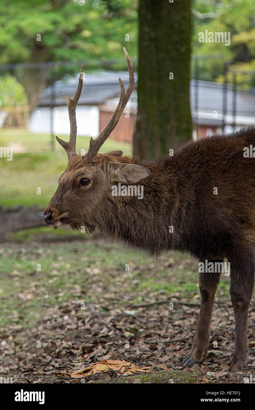 Closeup of the sika deer in Nara park, Japan Stock Photo - Alamy