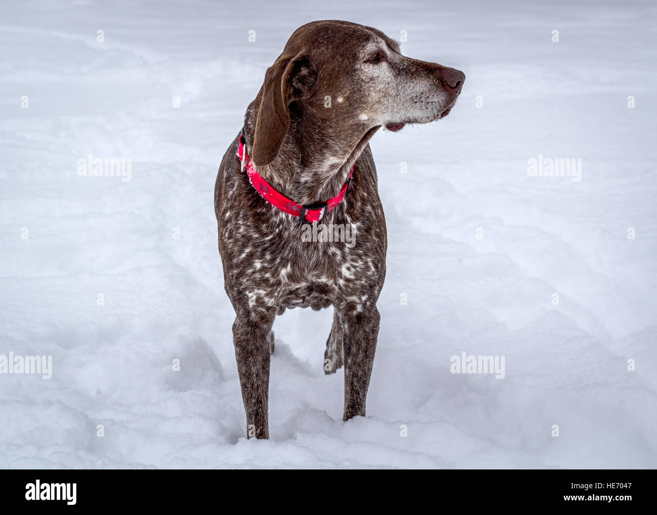 Old gsp hi-res stock photography and images - Alamy