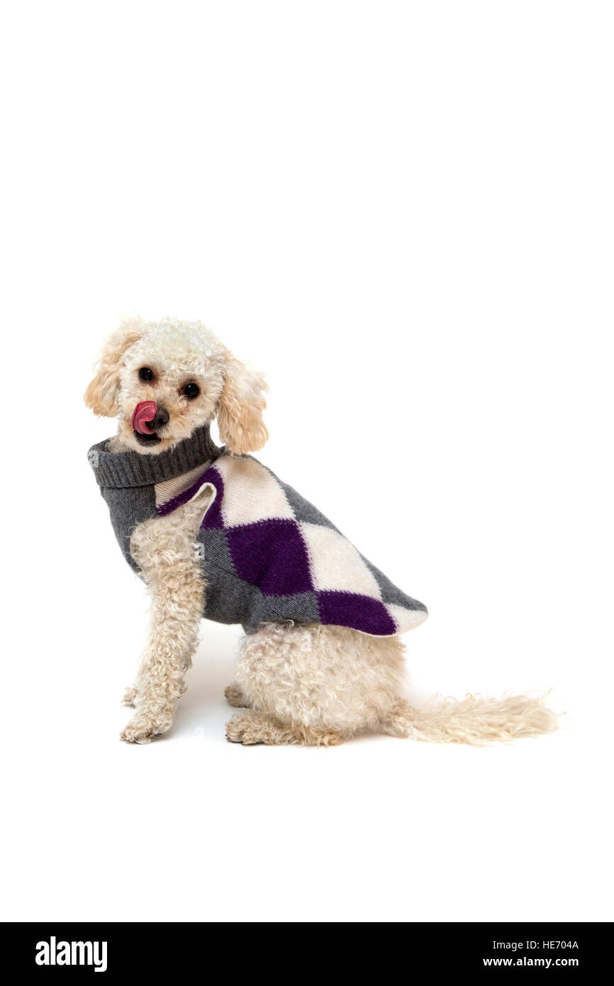 Dog sitting in winter Cut Out Stock Images & Pictures - Alamy