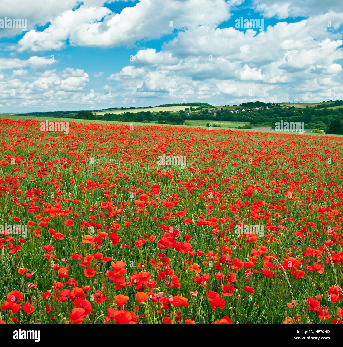 Darenth Valley poppy field, Kent Stock Photo - Alamy