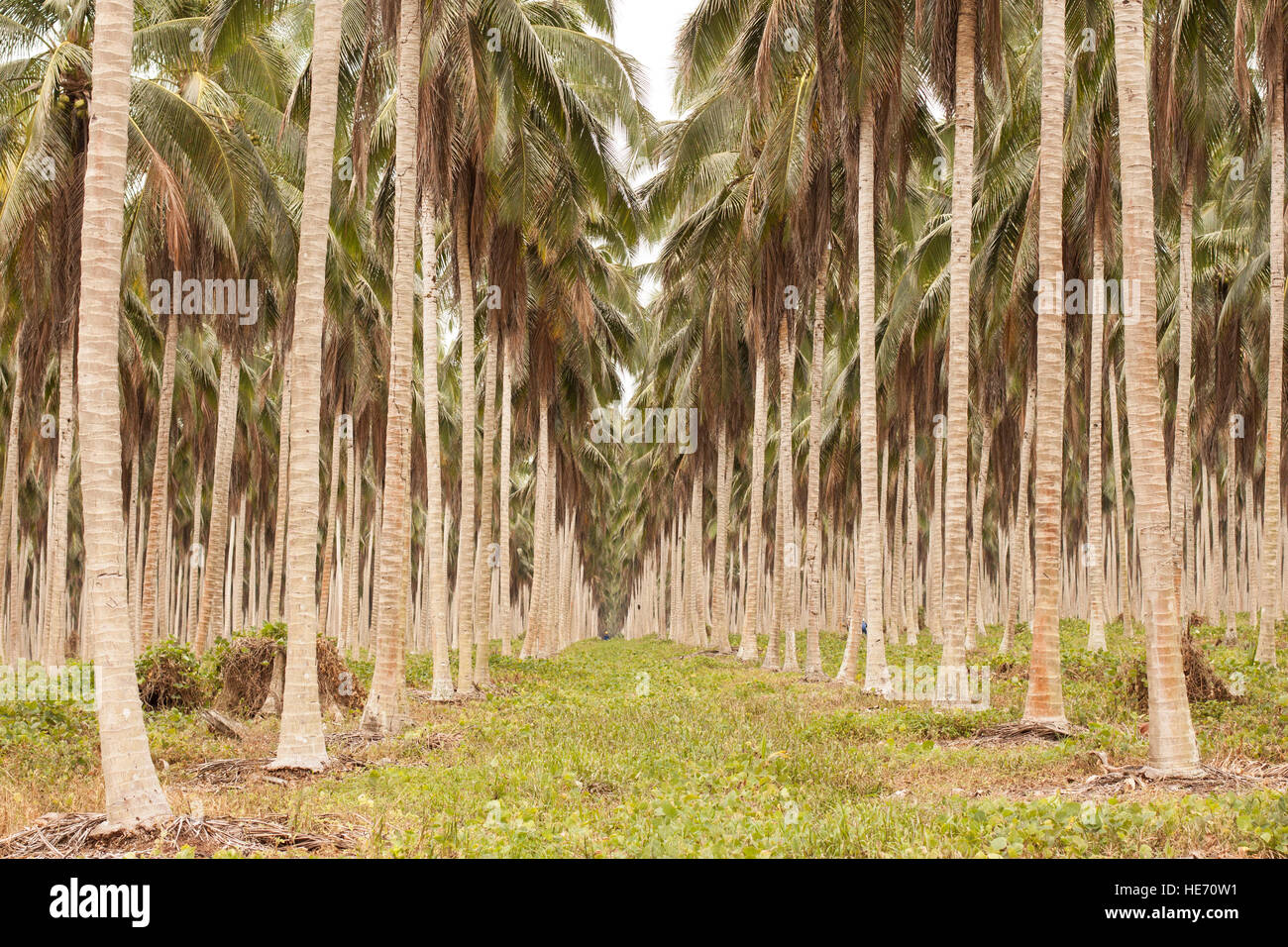 Coconut trees in a coconut farm Stock Photo - Alamy