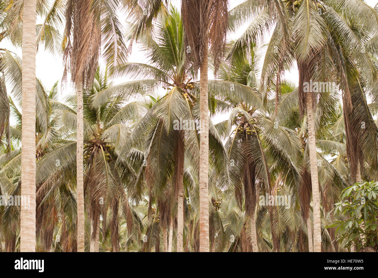 Coconut trees in a coconut farm Stock Photo - Alamy