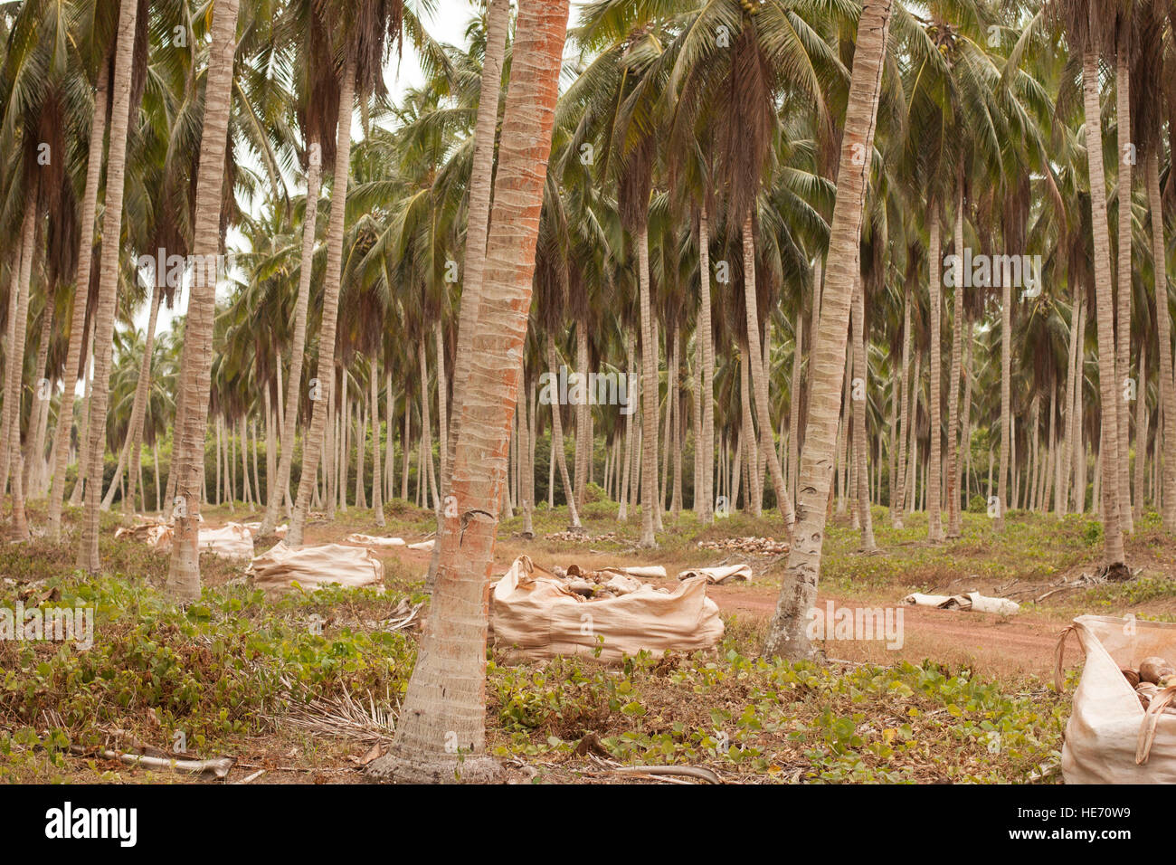 Coconut trees in a coconut farm Stock Photo - Alamy