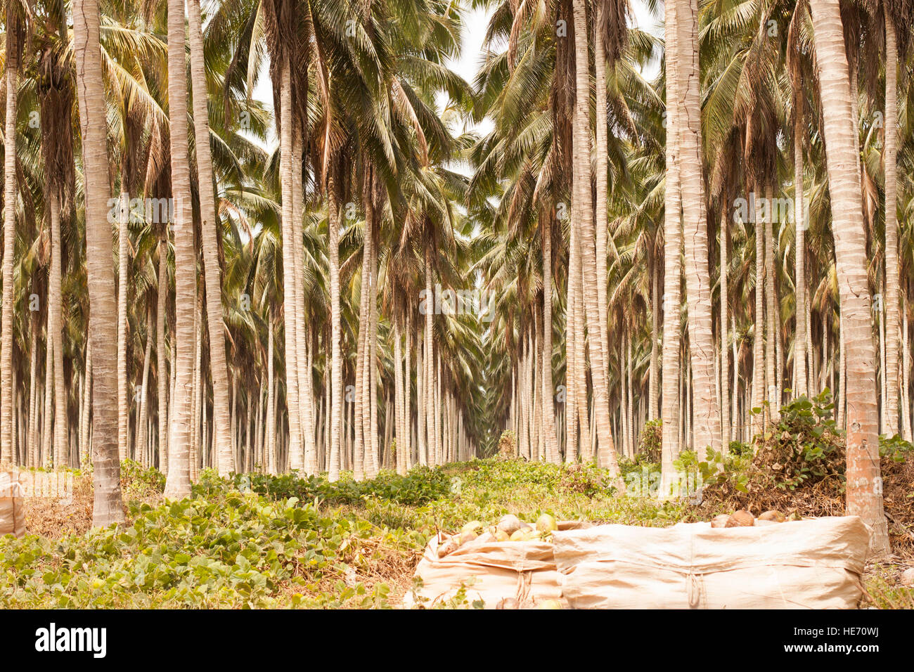 Coconut trees in a coconut farm Stock Photo - Alamy