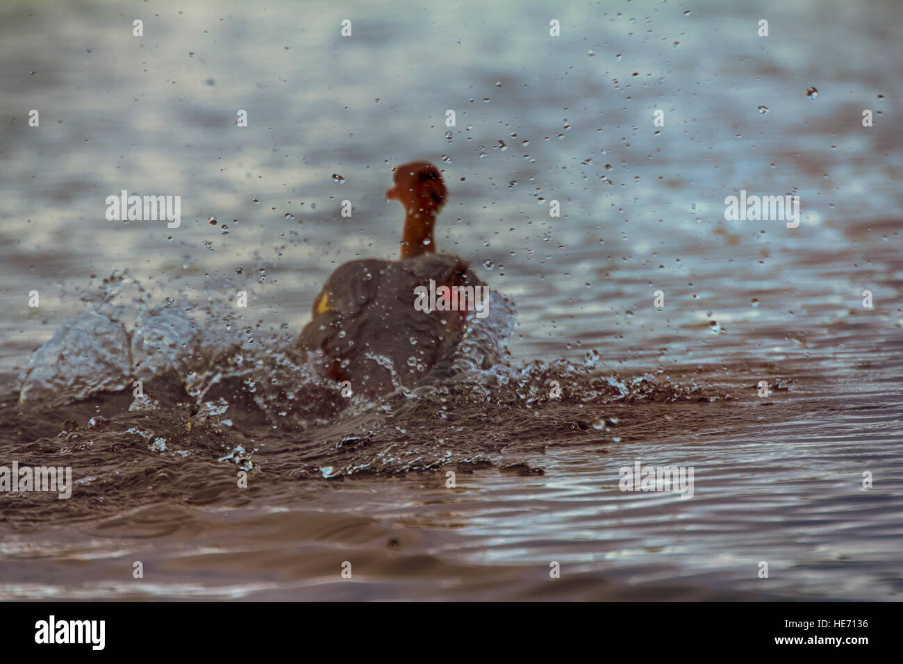 Ducks lose their ability to fly during change feathers (molt), prefer ...