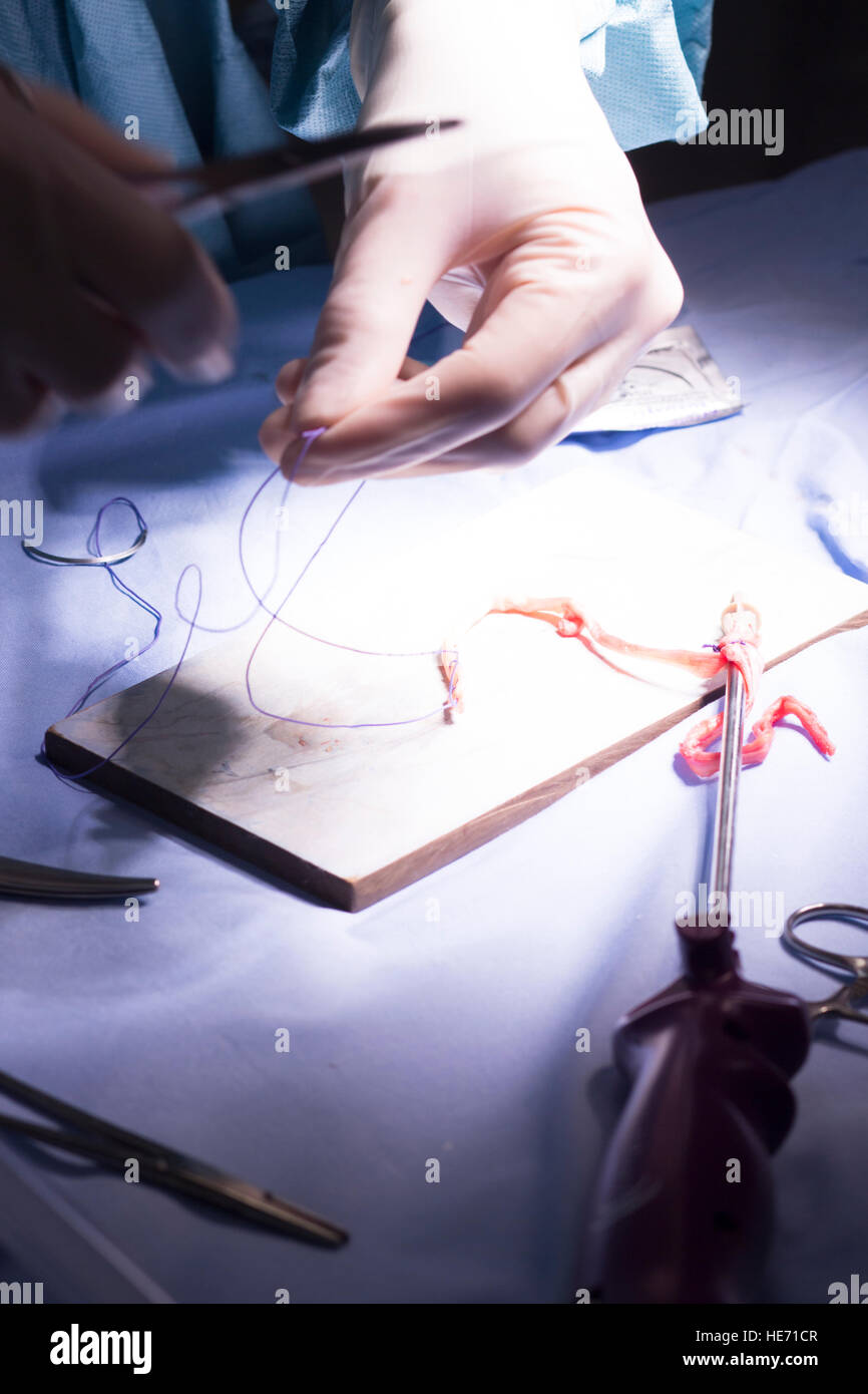 Knee tendon and ligament repair surgery in hospital operating theater ...