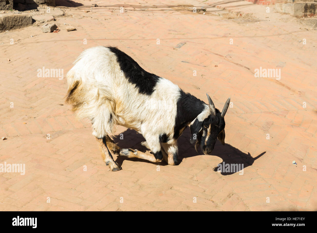 Goat crouching , kneeling Stock Photo - Alamy