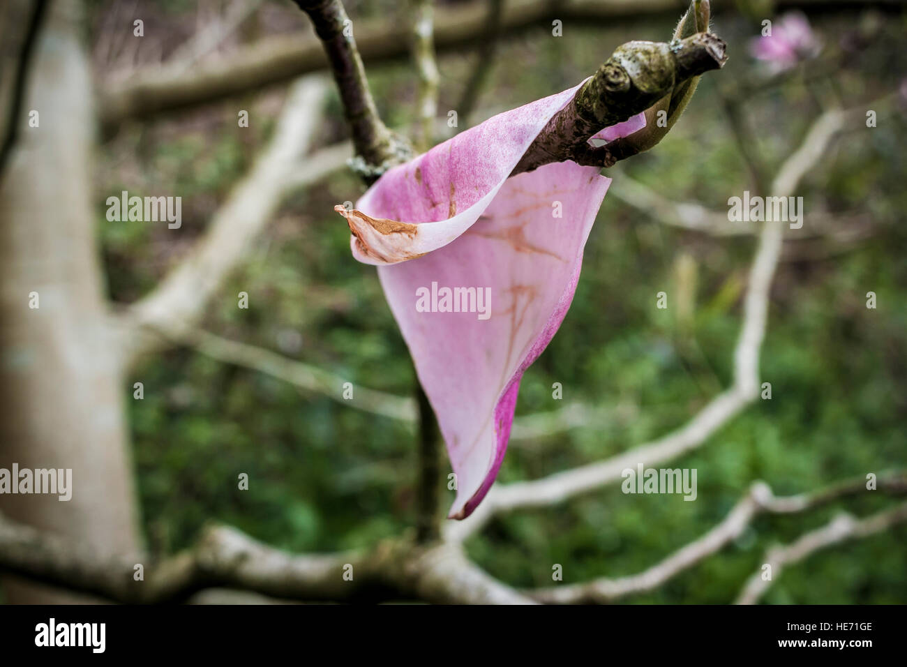 Withering High Resolution Stock Photography and Images - Alamy