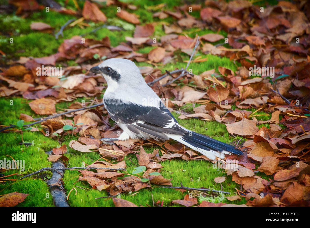 Unusual Raptor. The Nine killer (Great grey Shrike, Lanius excubitor ...