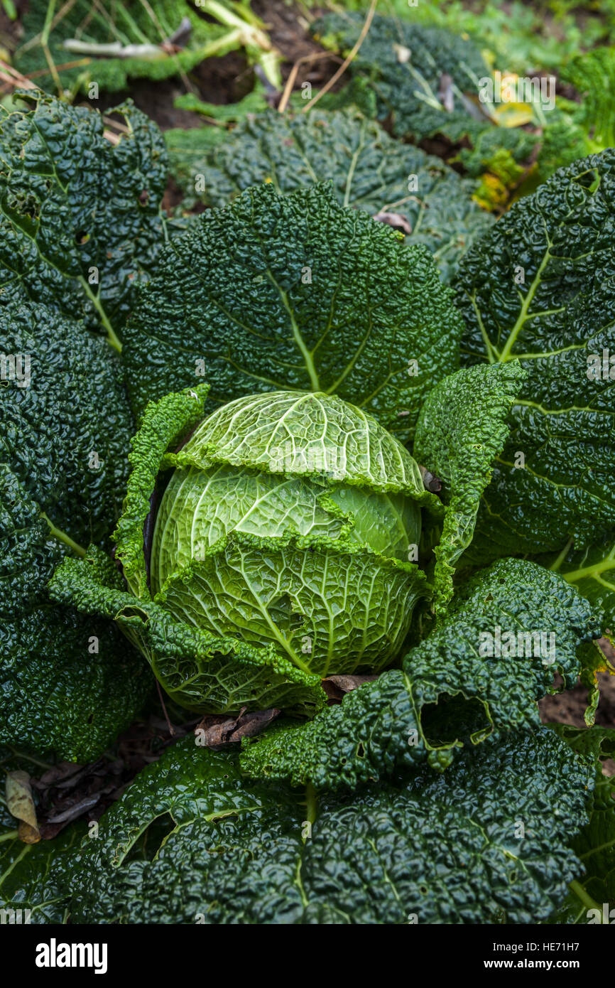 Growing winter cabbage hi-res stock photography and images - Alamy