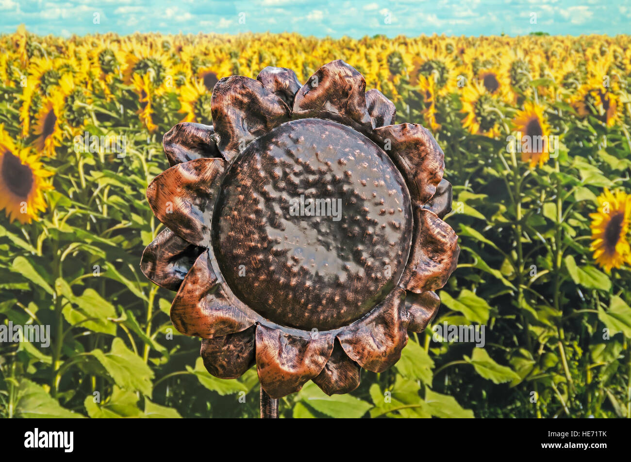 Bronze and sunflower hi-res stock photography and images - Alamy