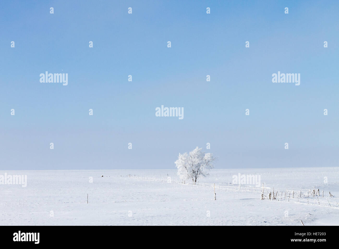 Single, snow covered tree in a snow covered field with blue sky Stock ...