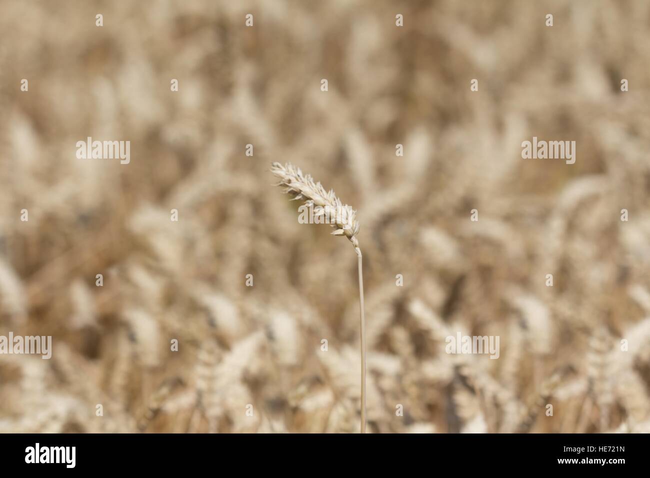 Single wheat in front of golden field autumn season time. Macro ...