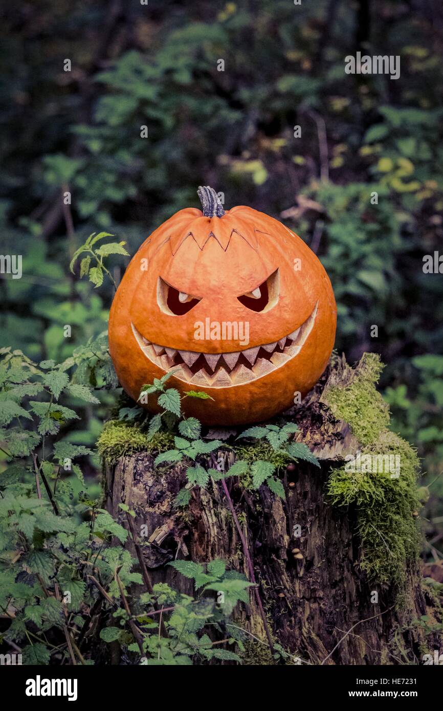 Halloween pumpkin with fiendish smile on scary trunk in forest. The ...