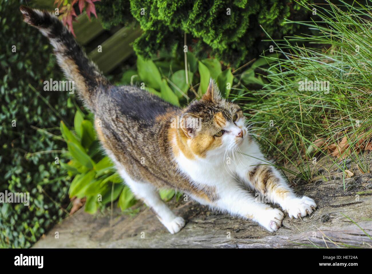 Photogenic feline hi-res stock photography and images - Alamy
