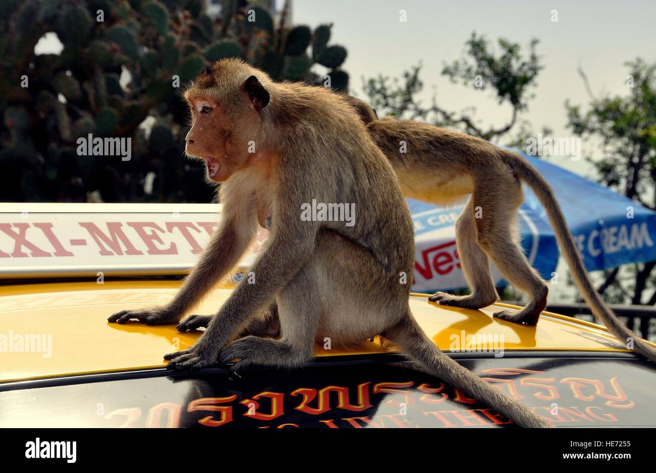Monkeys on roof hi-res stock photography and images - Alamy