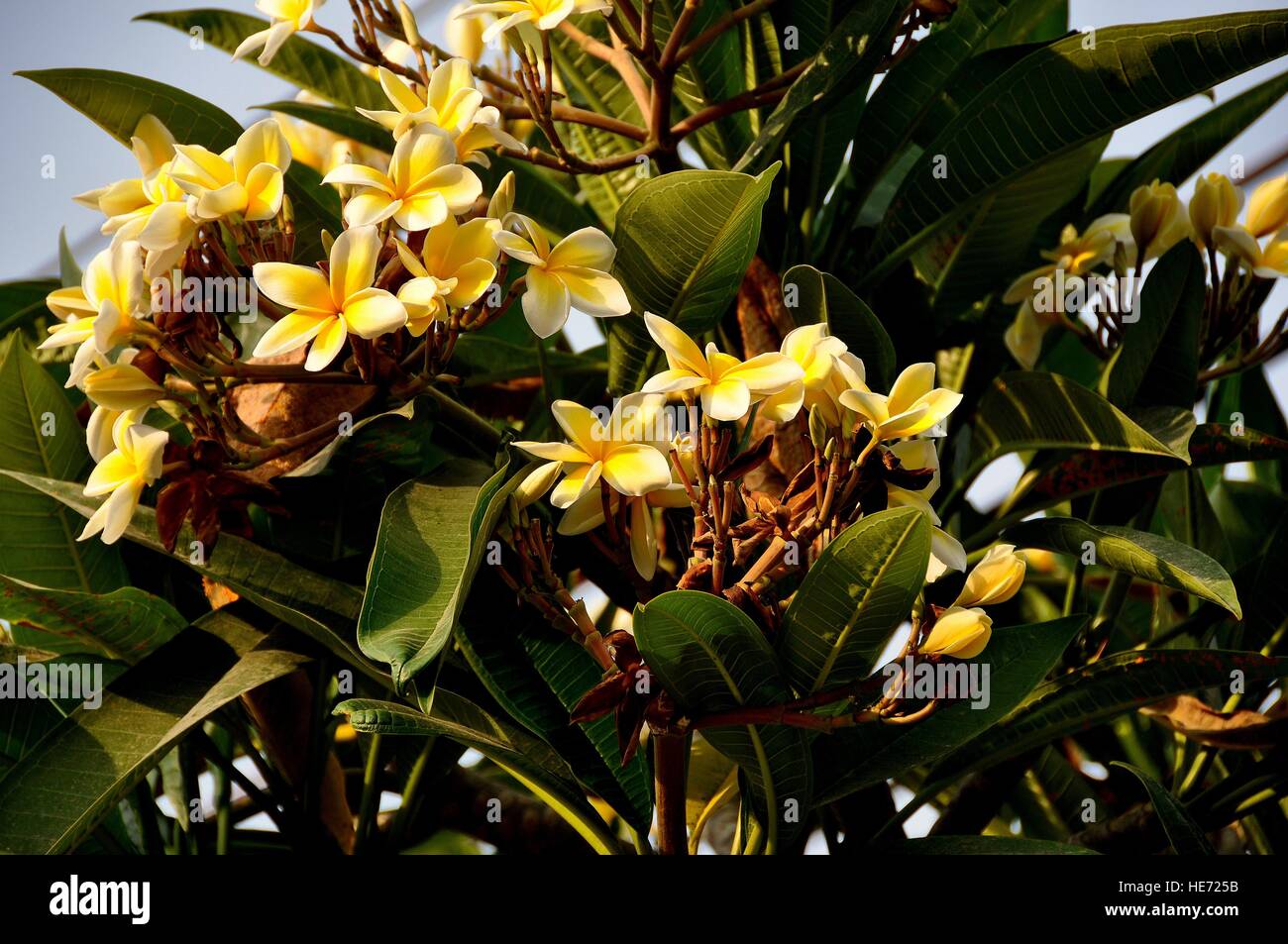 Yellow flowers in clusters hi-res stock photography and images - Alamy
