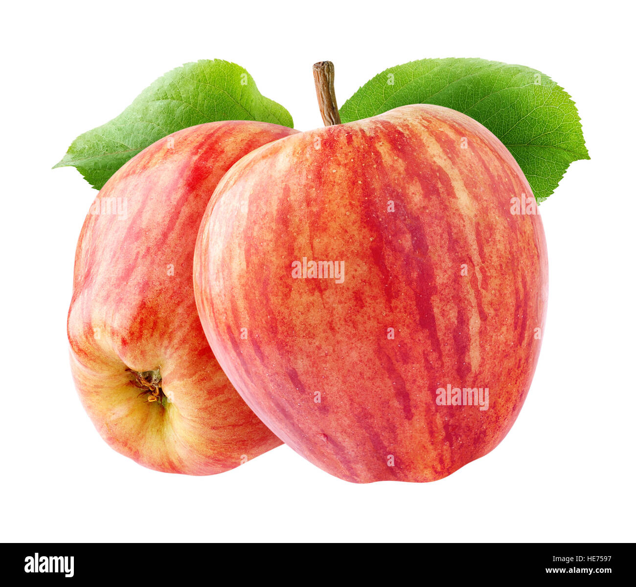 Isolated apples. Two red striped apples on a branch with leaves ...