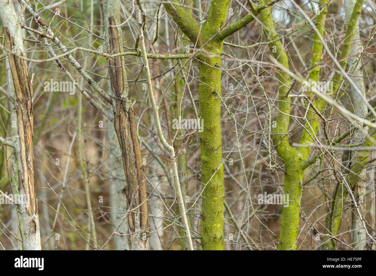 Trunks of small deciduous trees in small forest. Natural background ...