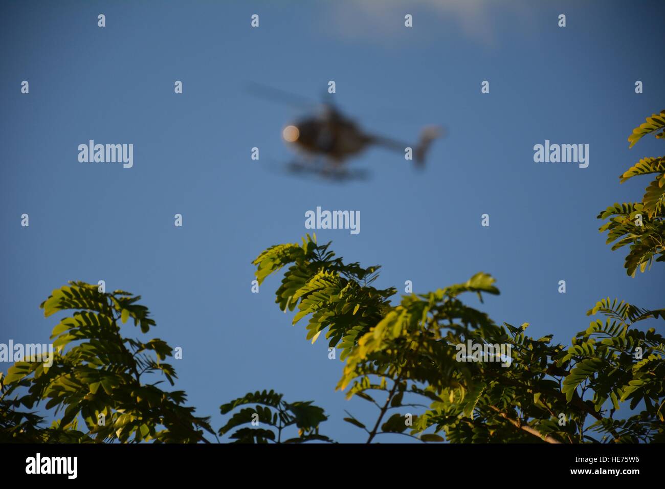 Tree leaves with helicopter in the background Stock Photo - Alamy