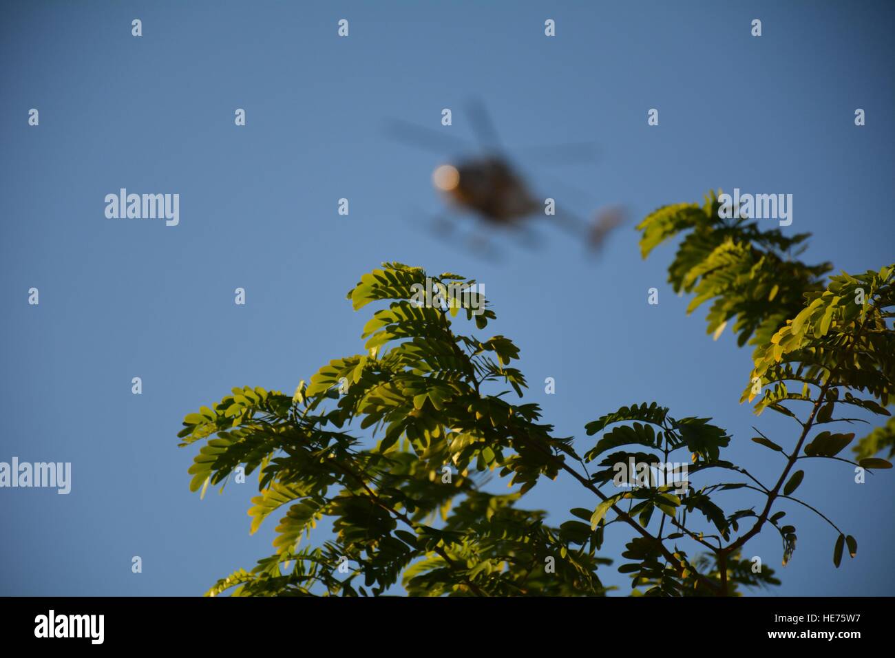 Faded tree hi-res stock photography and images - Alamy