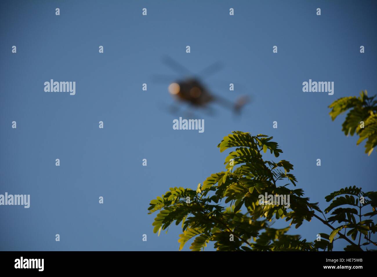 Tree with faded helicopter in the back Stock Photo - Alamy