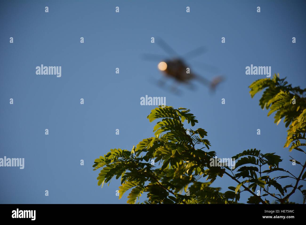 Faded tree hi-res stock photography and images - Alamy