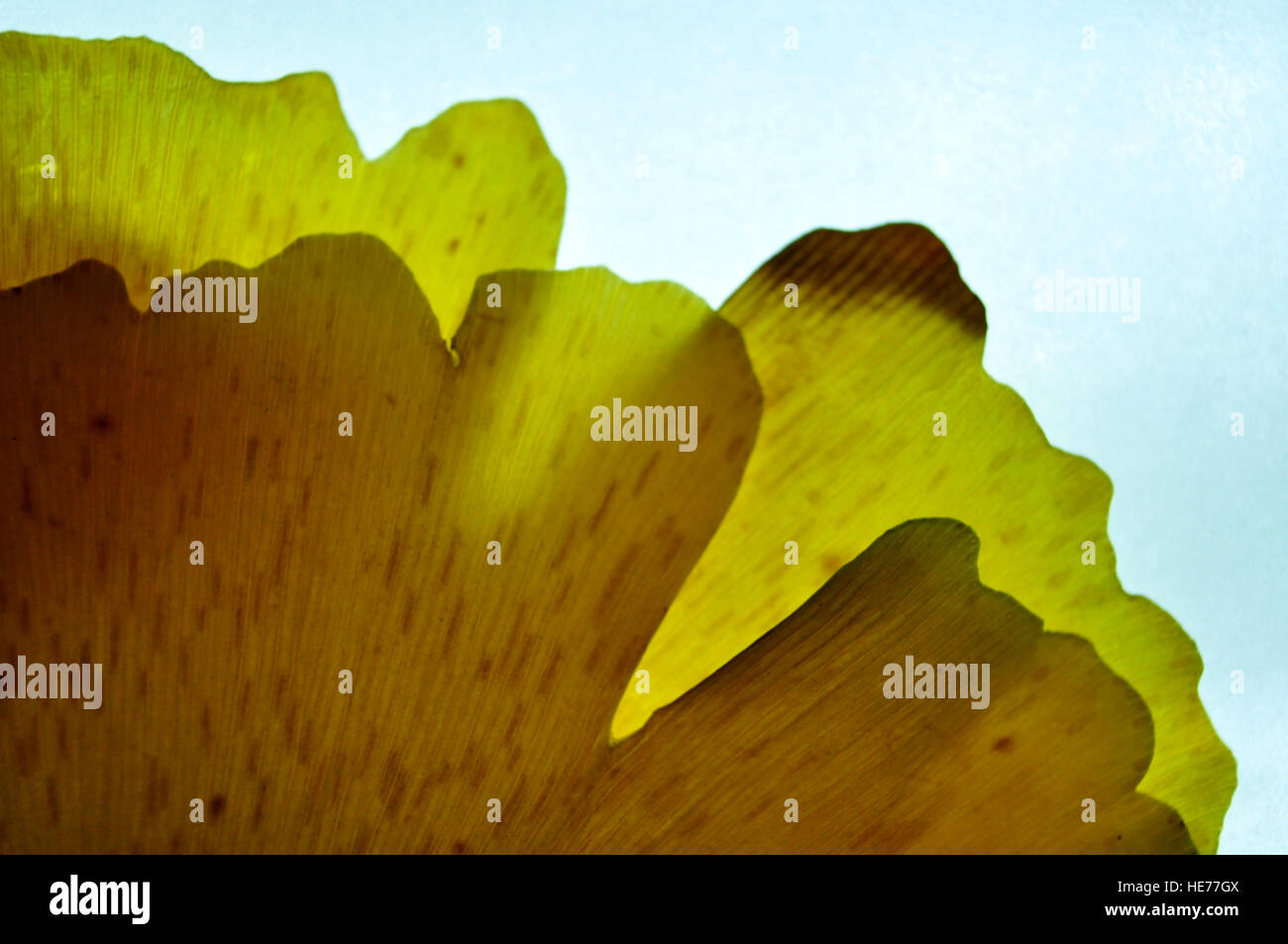 yellow with abstract shapes Stock Photo - Alamy