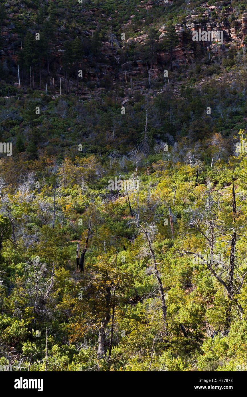 A desert forest of oak, juniper, and ponderosa pine trees covering ...