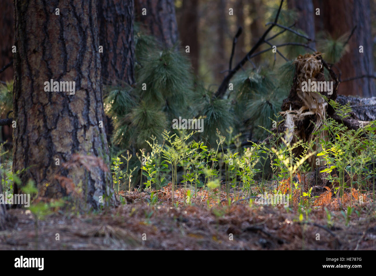 Brush ground hi-res stock photography and images - Alamy