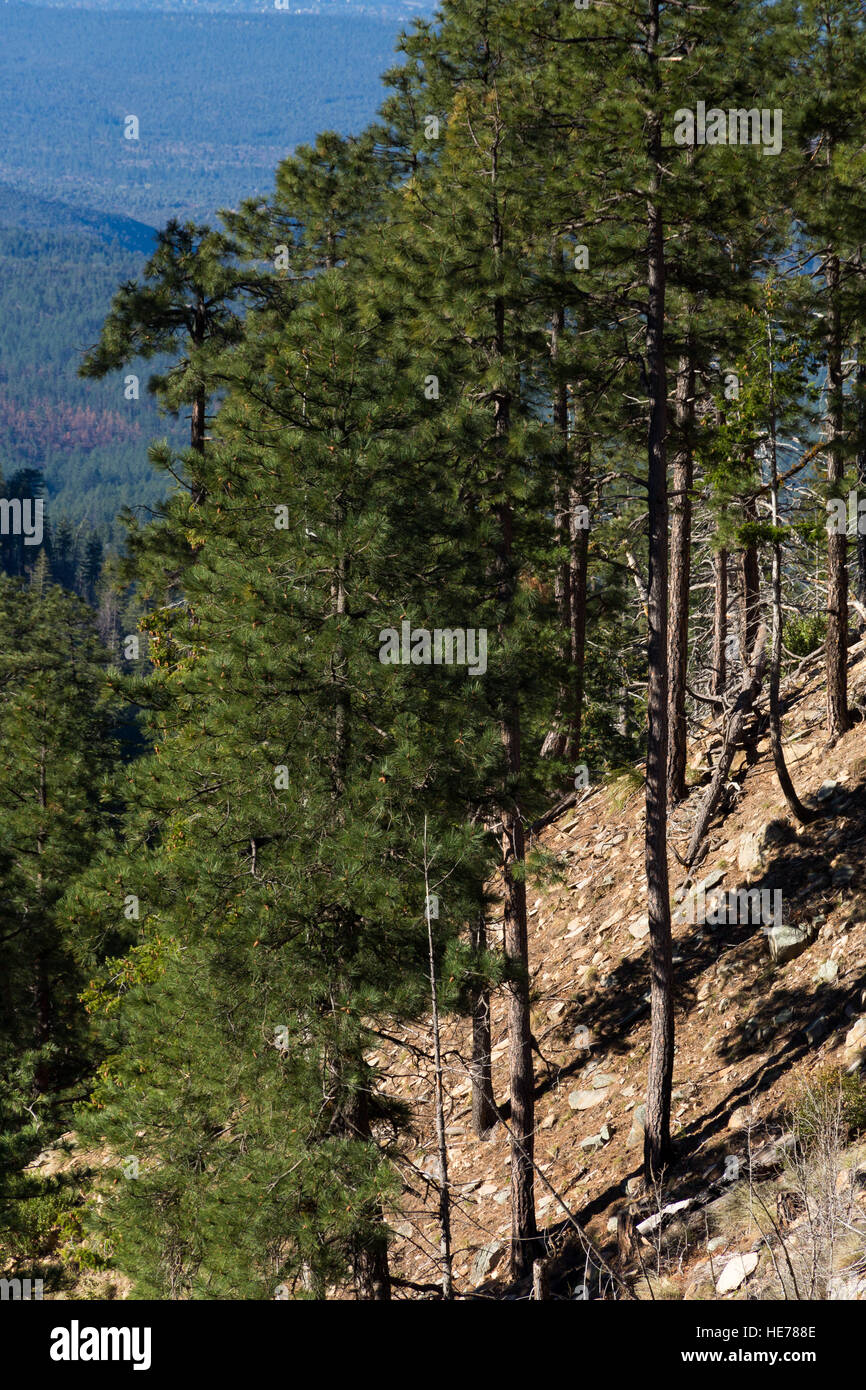 Lodgepole pine trees hi-res stock photography and images - Alamy