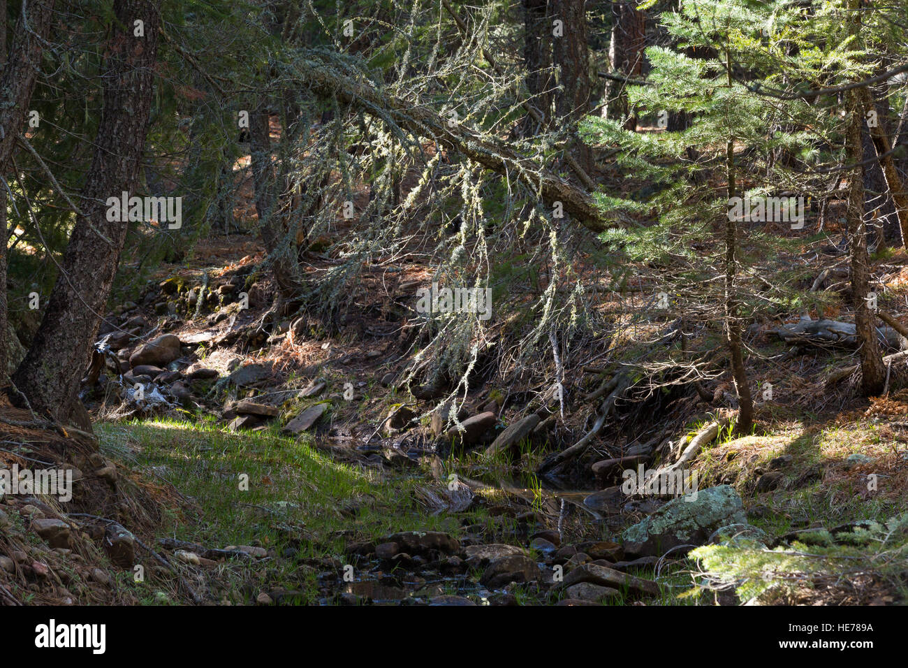 A small creek flowing below a collapsed tree along the Arizona Trail ...