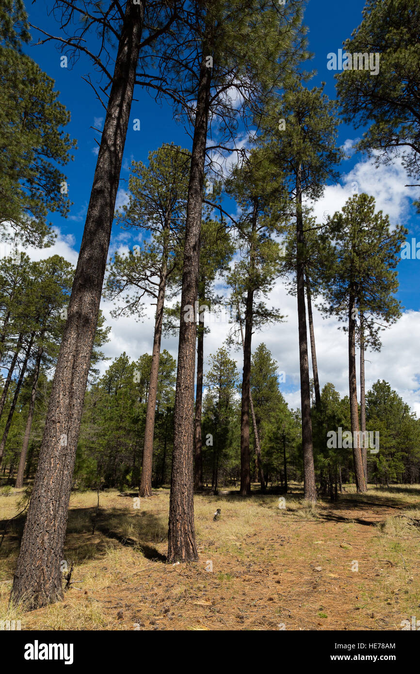 Large ponderosa pine trees stretching up toward the sky above the ...
