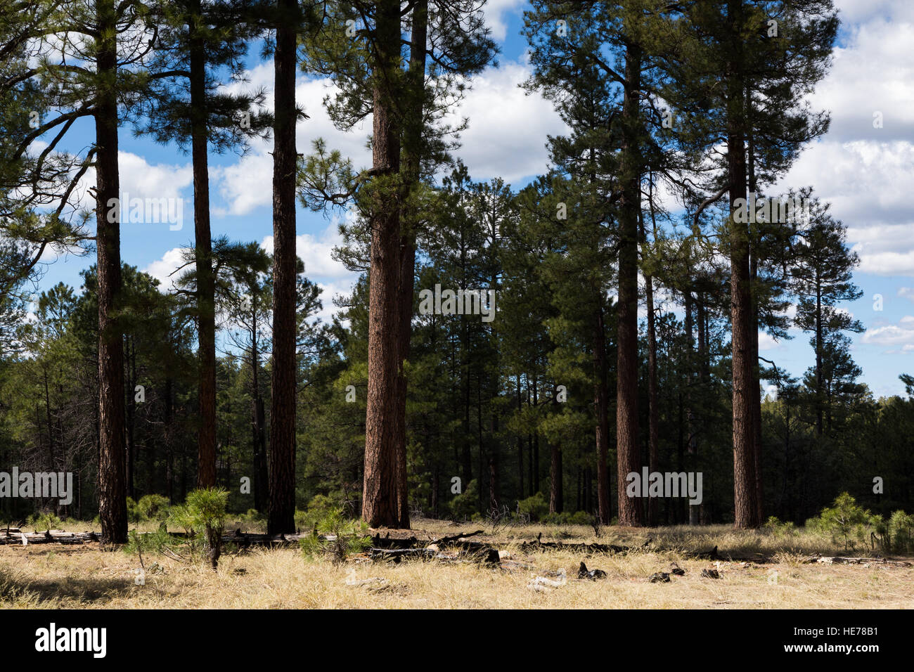 Large ponderosa pine trees stretching up toward the sky above the ...