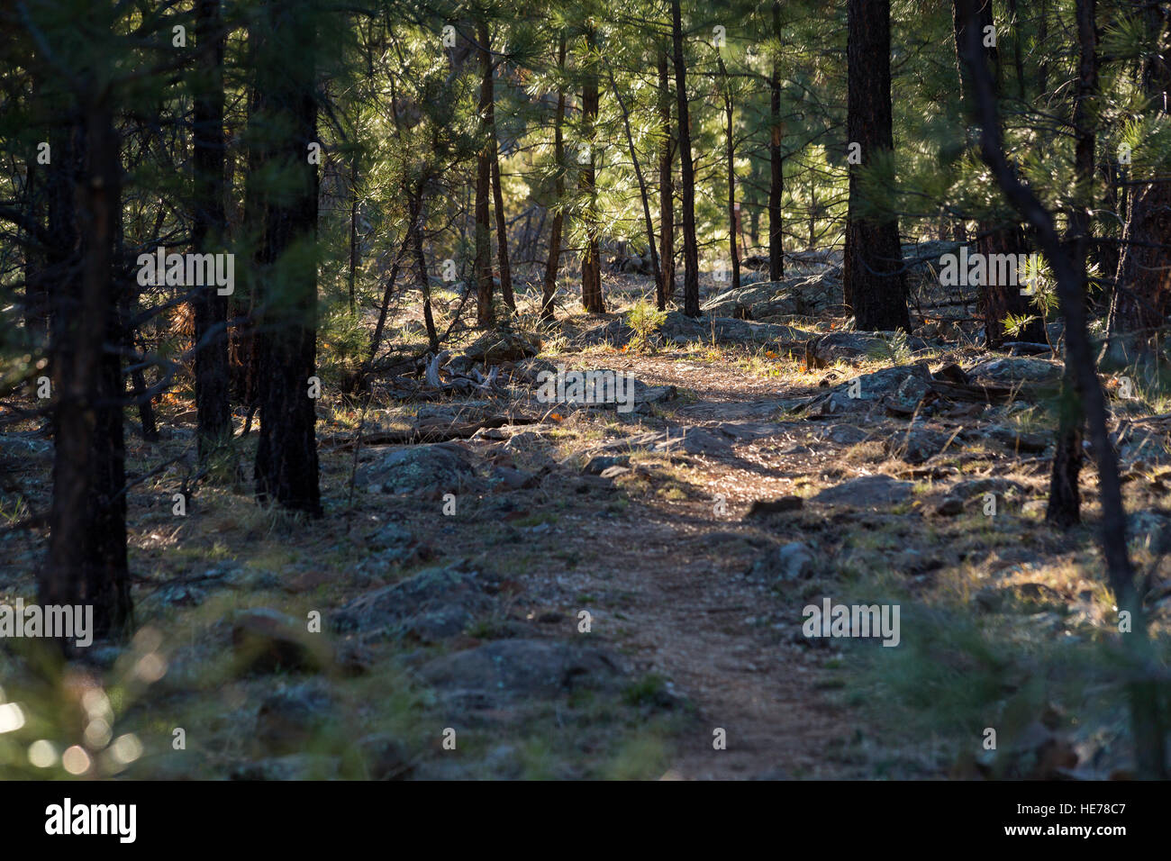 The Arizona Trail passing through a ponderosa pine tree forest on the ...