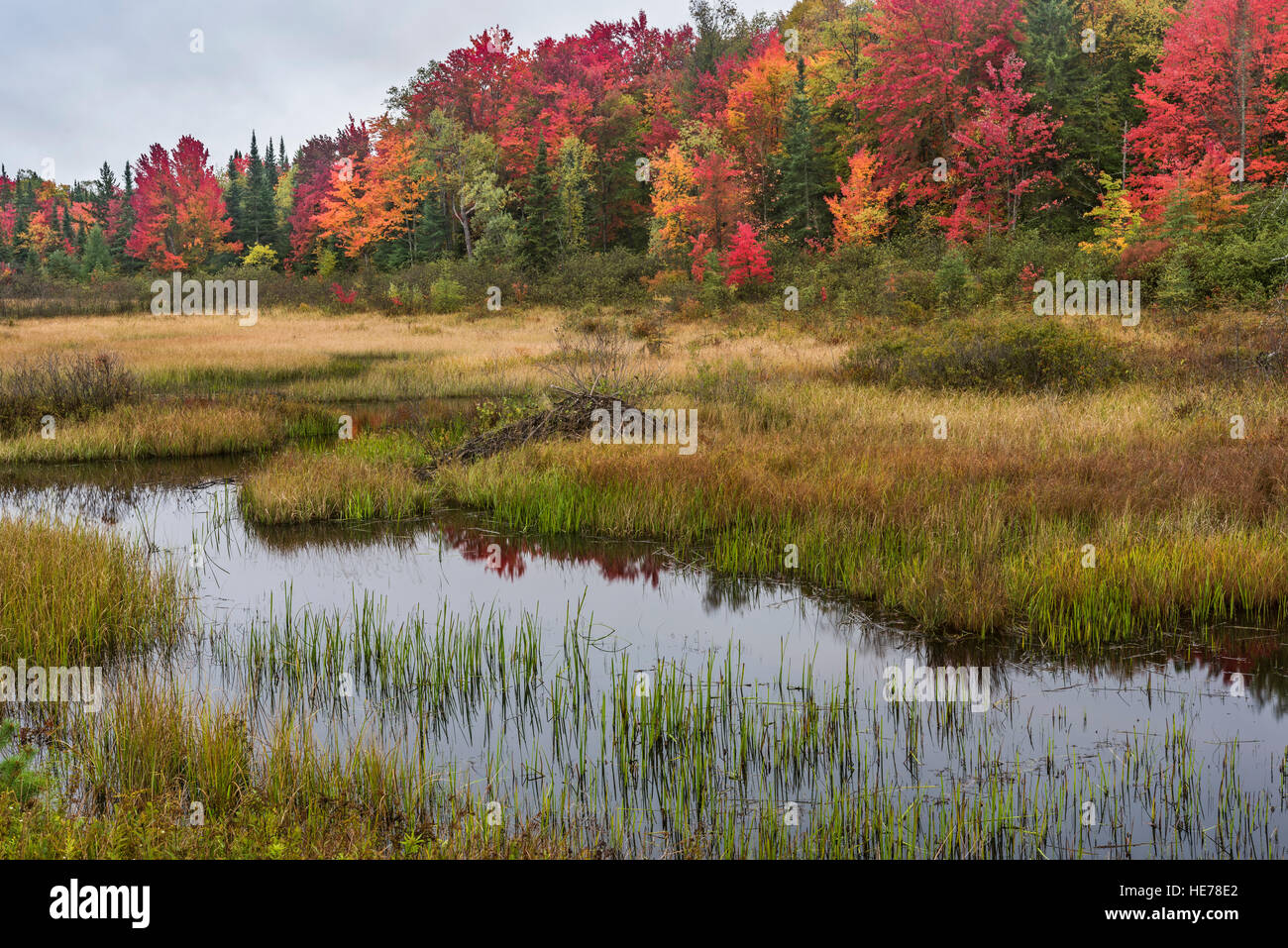 Fall foliage surrounds a marsh along Rte. 3 near Cranberry Lake, St ...