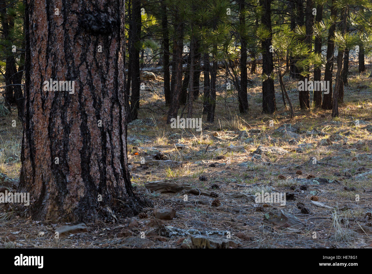A large ponderosa pine tree trunk in front of younger and smaller pine ...