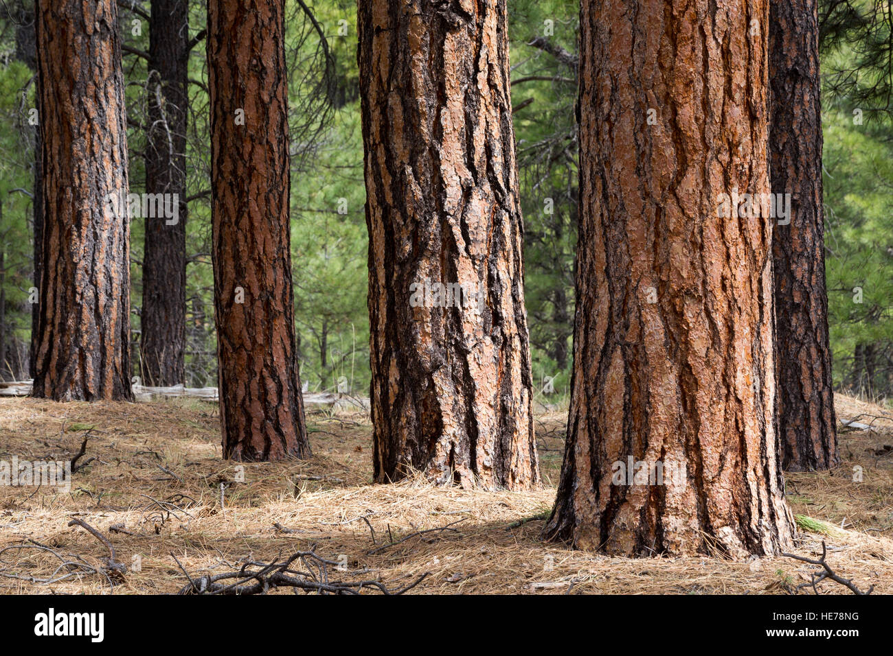 Brown trunks of ponderosa pine trees rising from the forest floor ...