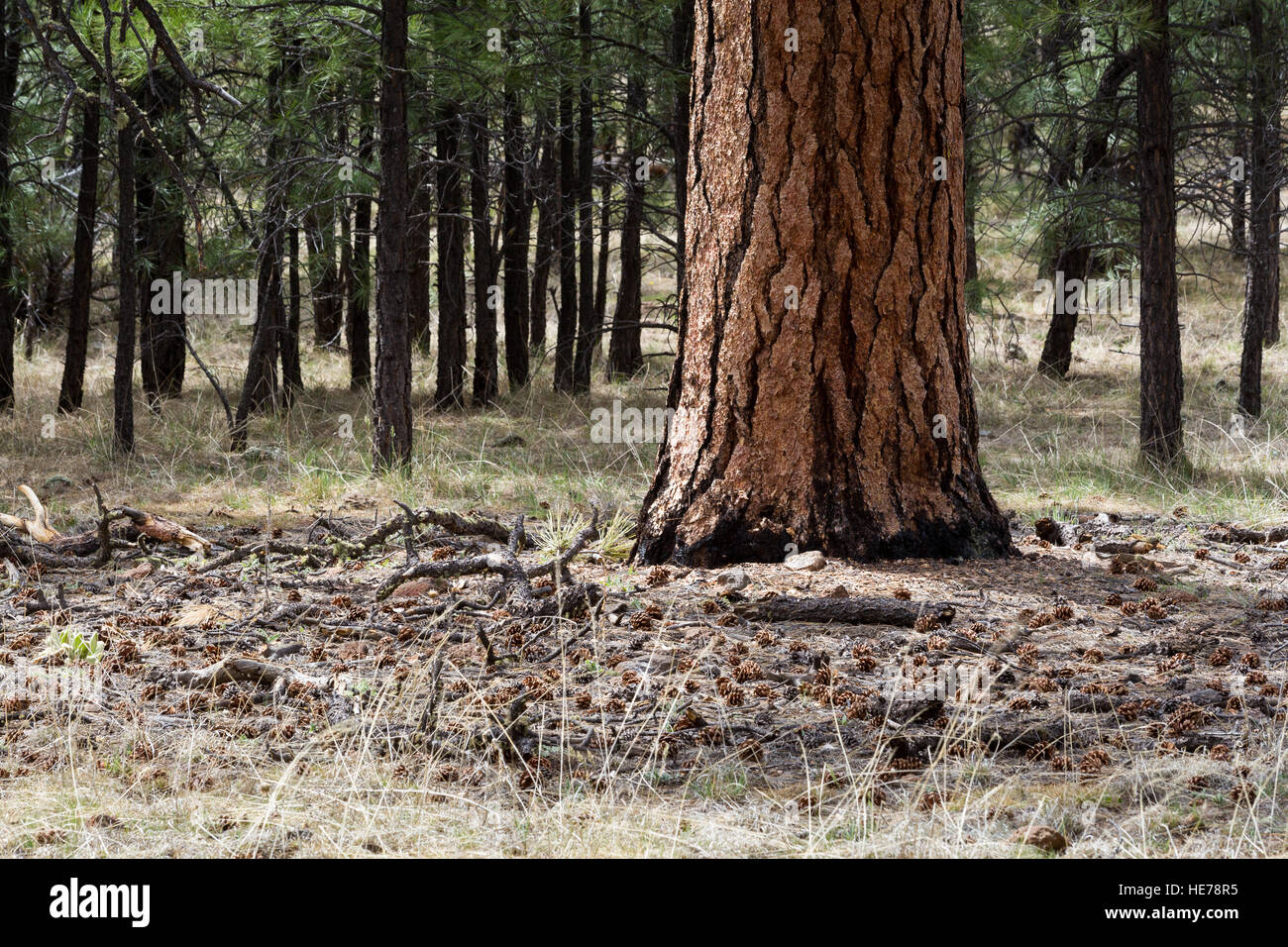 A large ponderosa pine tree trunk in front of younger and smaller pine ...