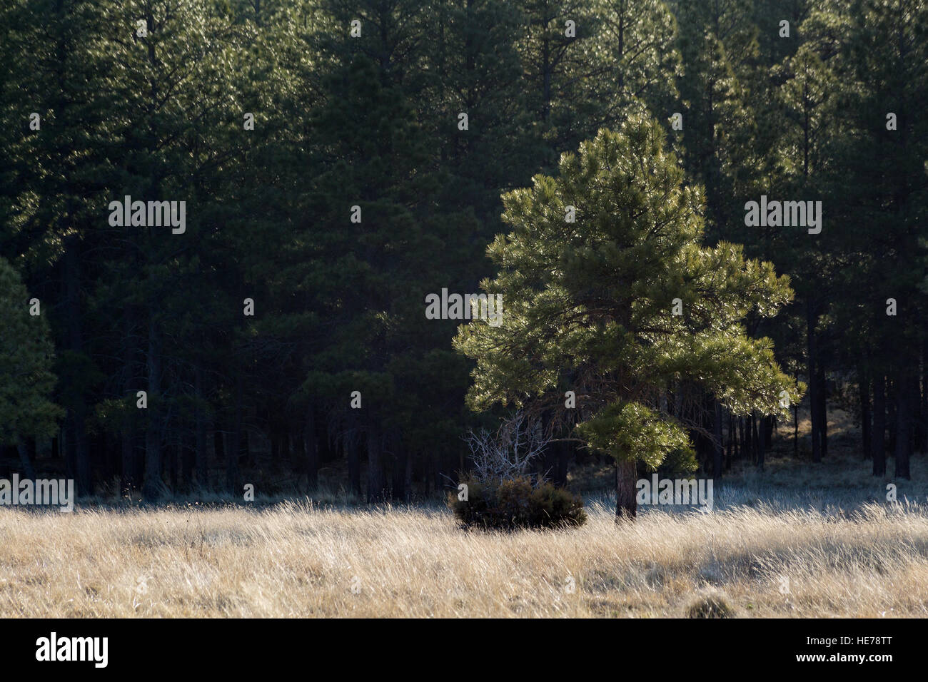 A lone ponderosa pine tree standing in a grassy meadow along the ...