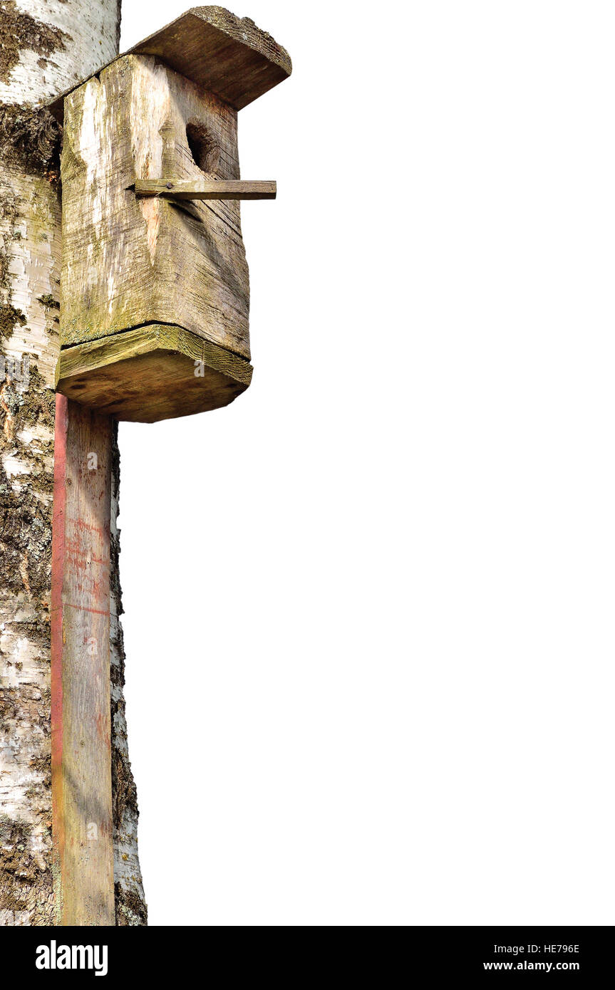 Wooden starling bird house, large birch tree trunk, isolated detailed ...