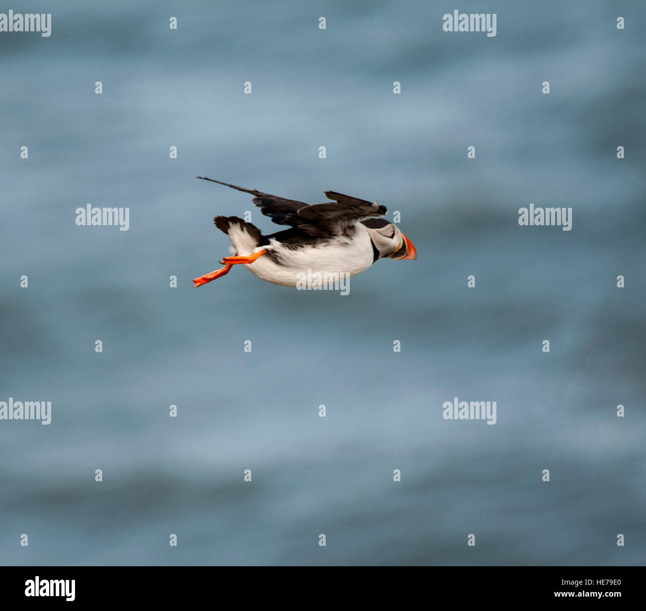 Puffin side view hi-res stock photography and images - Alamy