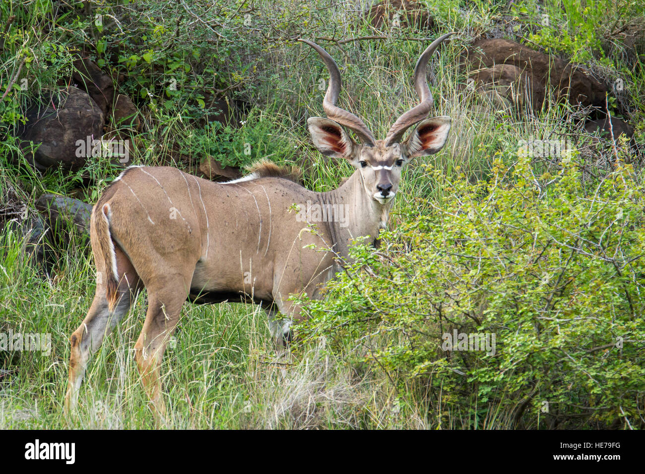 A male Greater Kudu antelope on a hillside, Lewa Conservancy Kenya ...